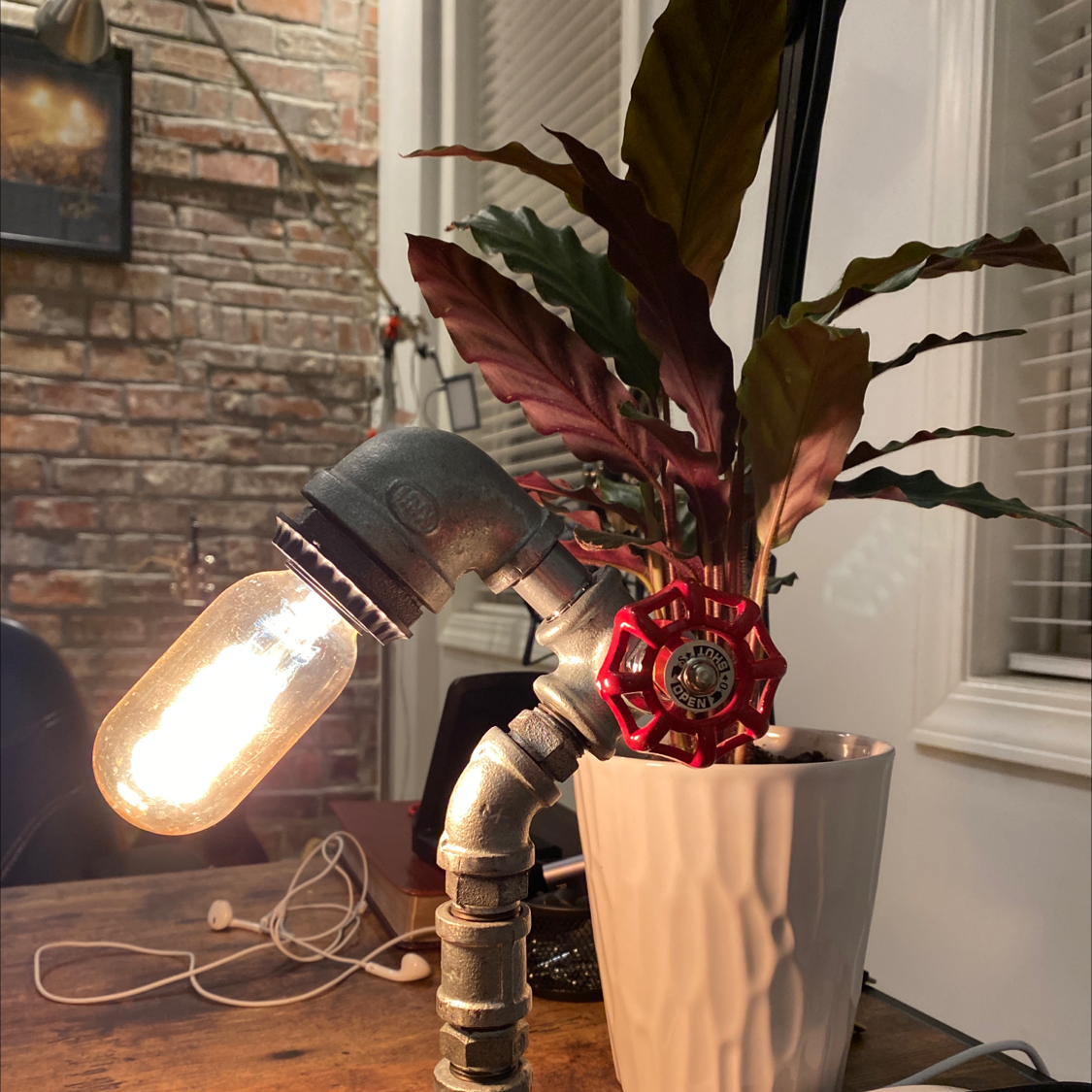 🌸 What Does It Mean When Furry Feather Calathea Blooms?