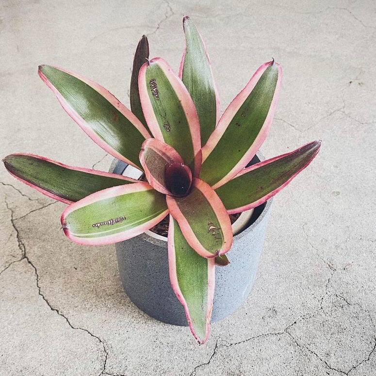 Keep Your neoregelia Alive: Light, Water & Care Instructions