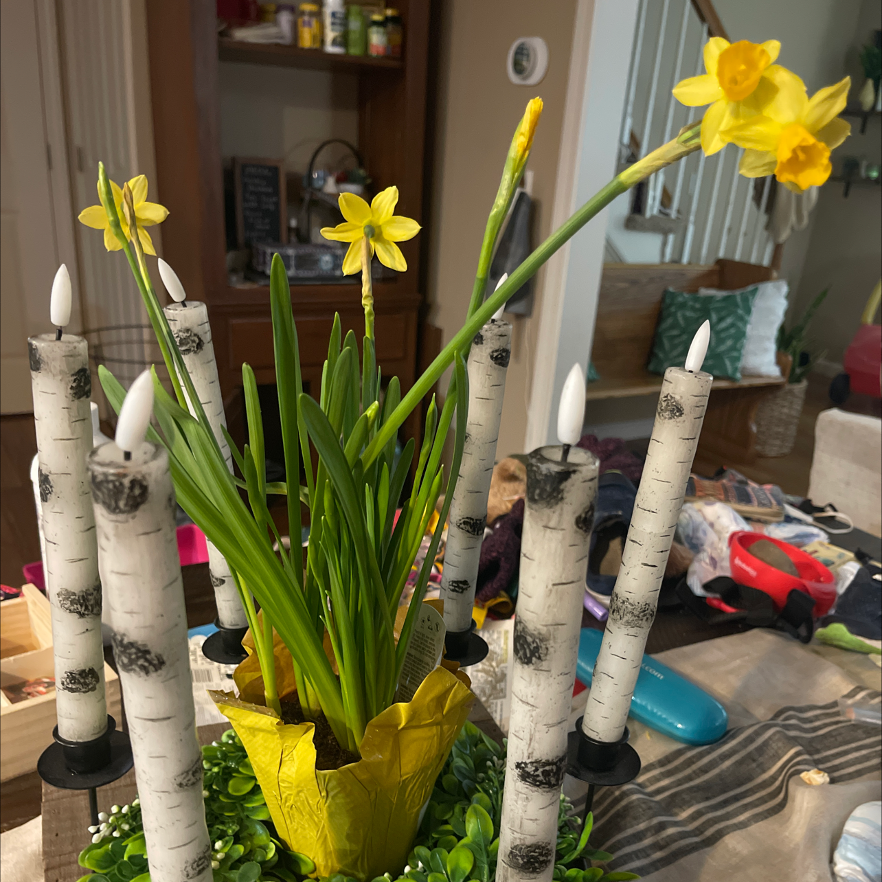 🌼 How Do I Propagate My Daffodil?