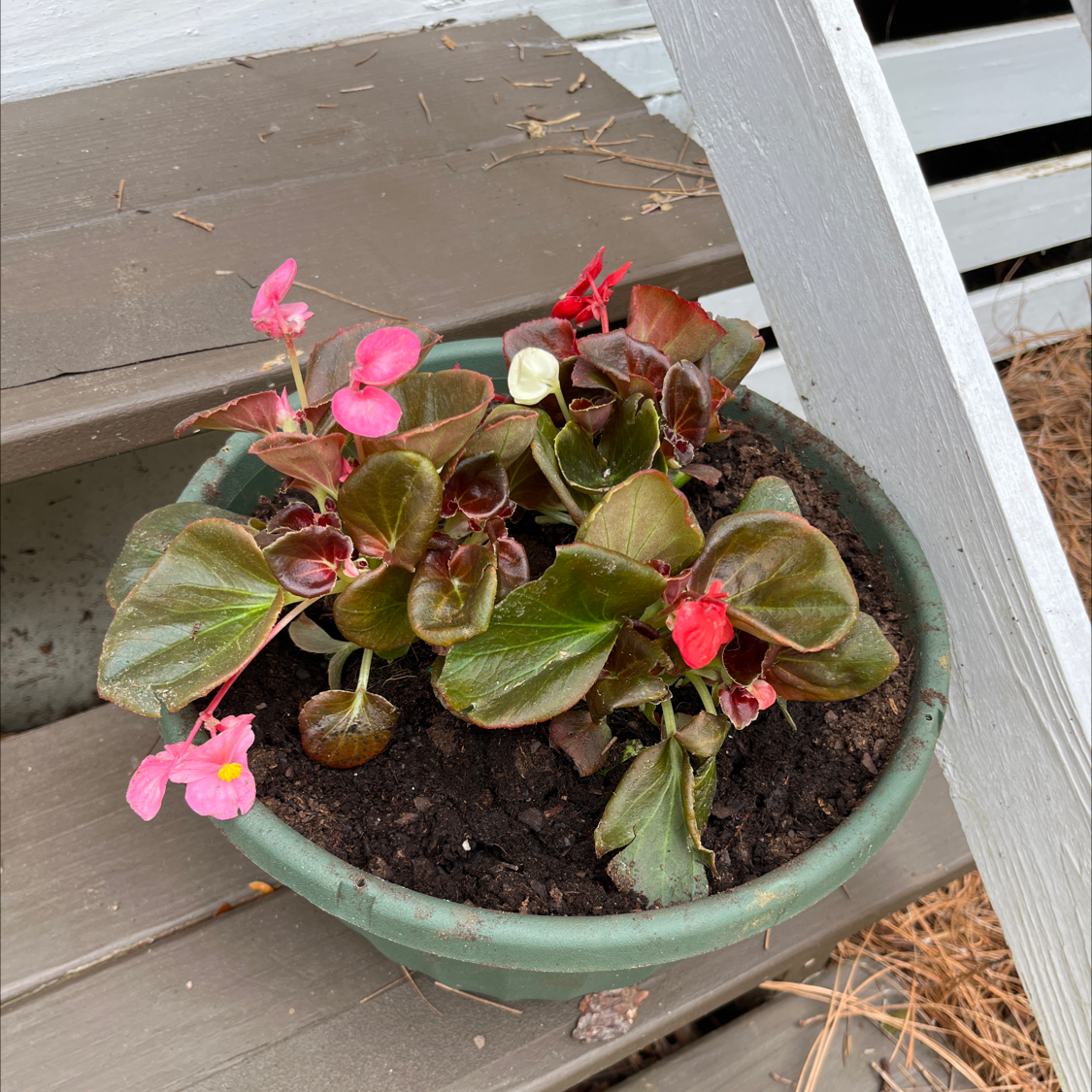 What Temperature Does My Clubed Begonia Need?