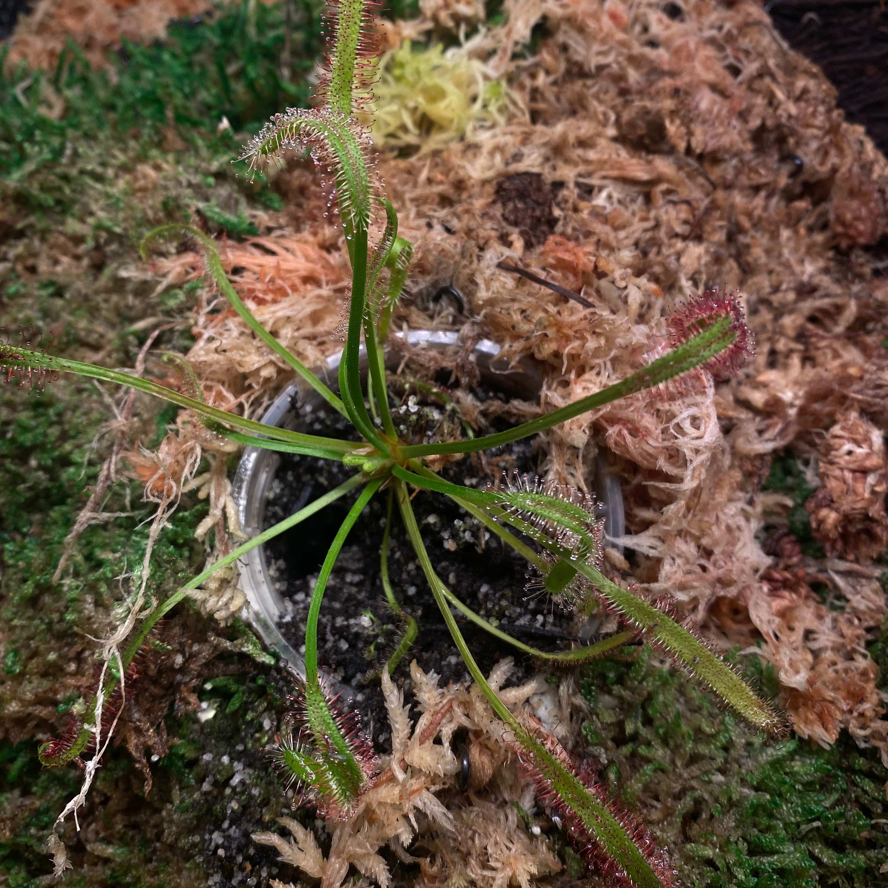 What Is A Good Temperature Range For My Cape Sundew?