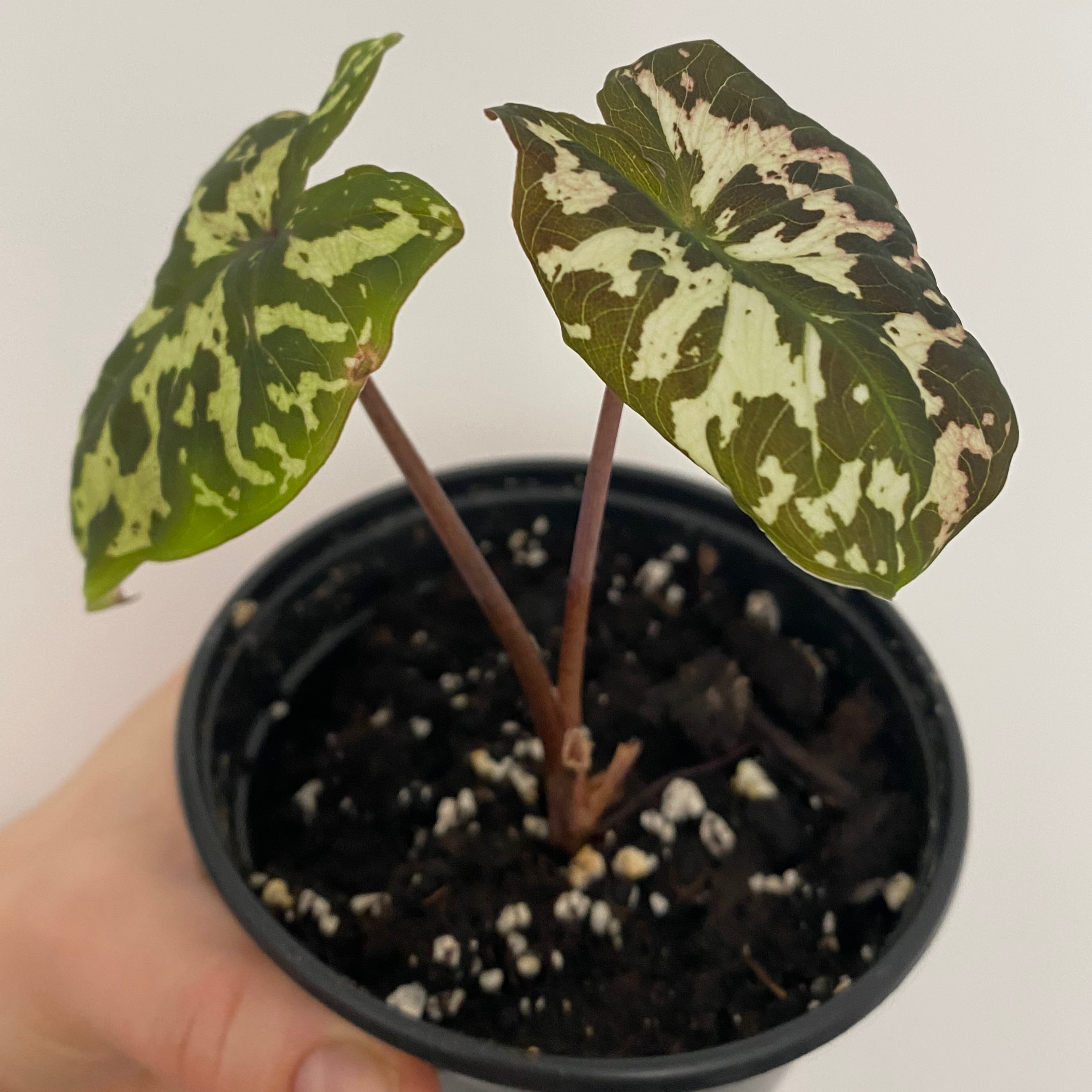 🍂 Why Does My Caladium Hilo Beauty Have Yellow Leaves?
