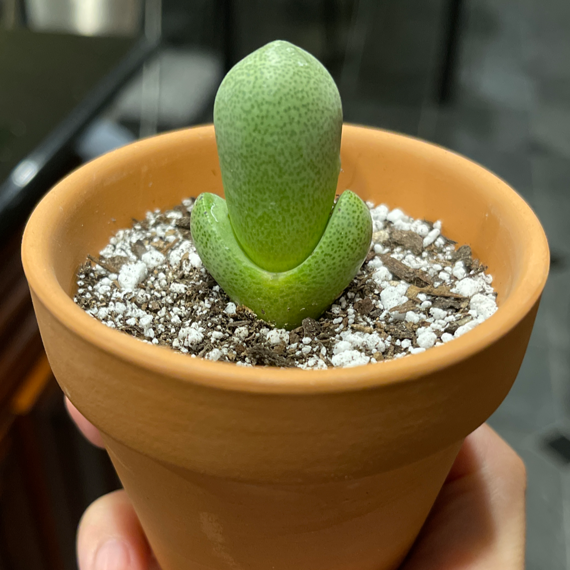 Propagating Split Rock: Step-by-Step Guide