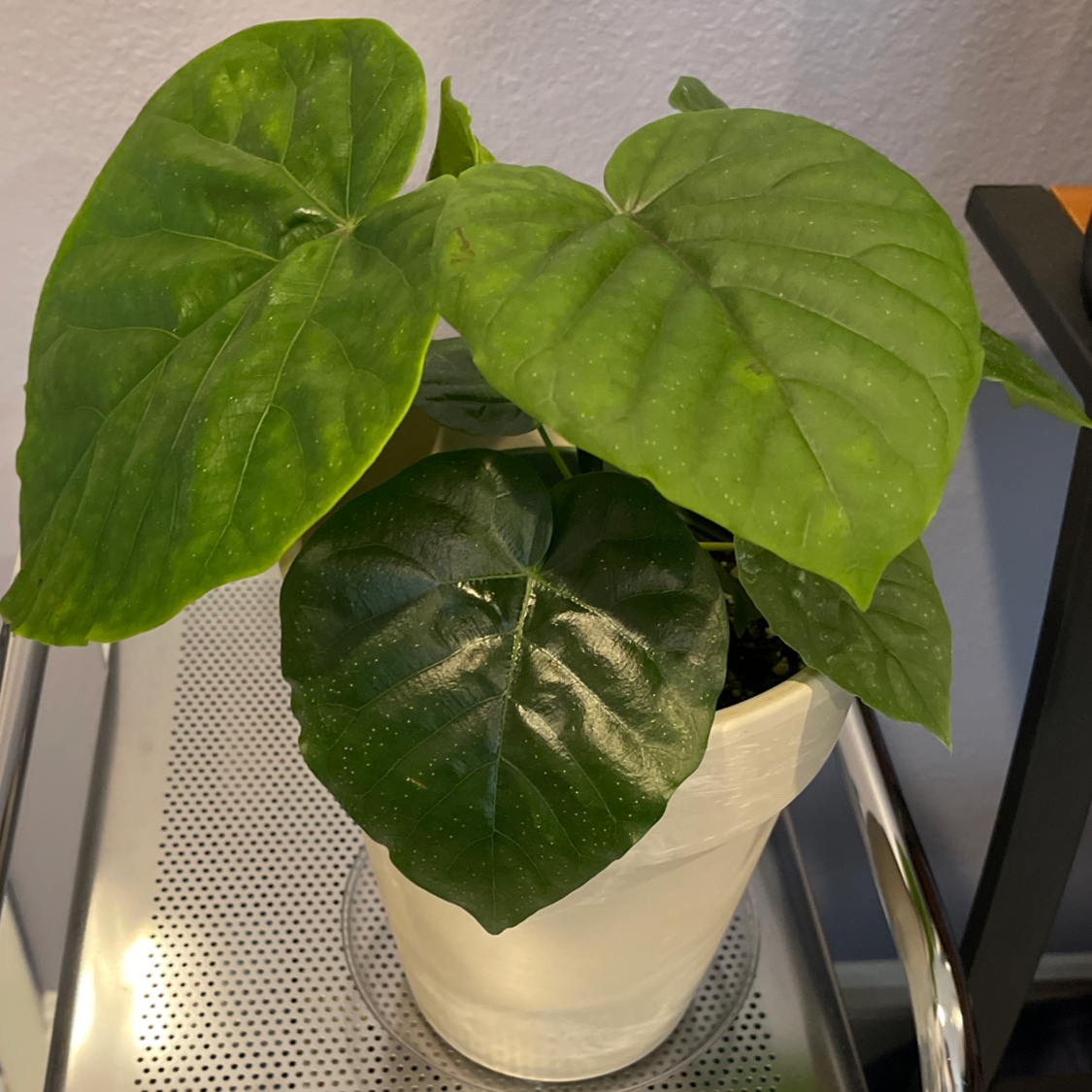 💧 How Much Humidity Does My Ficus umbellata Need?