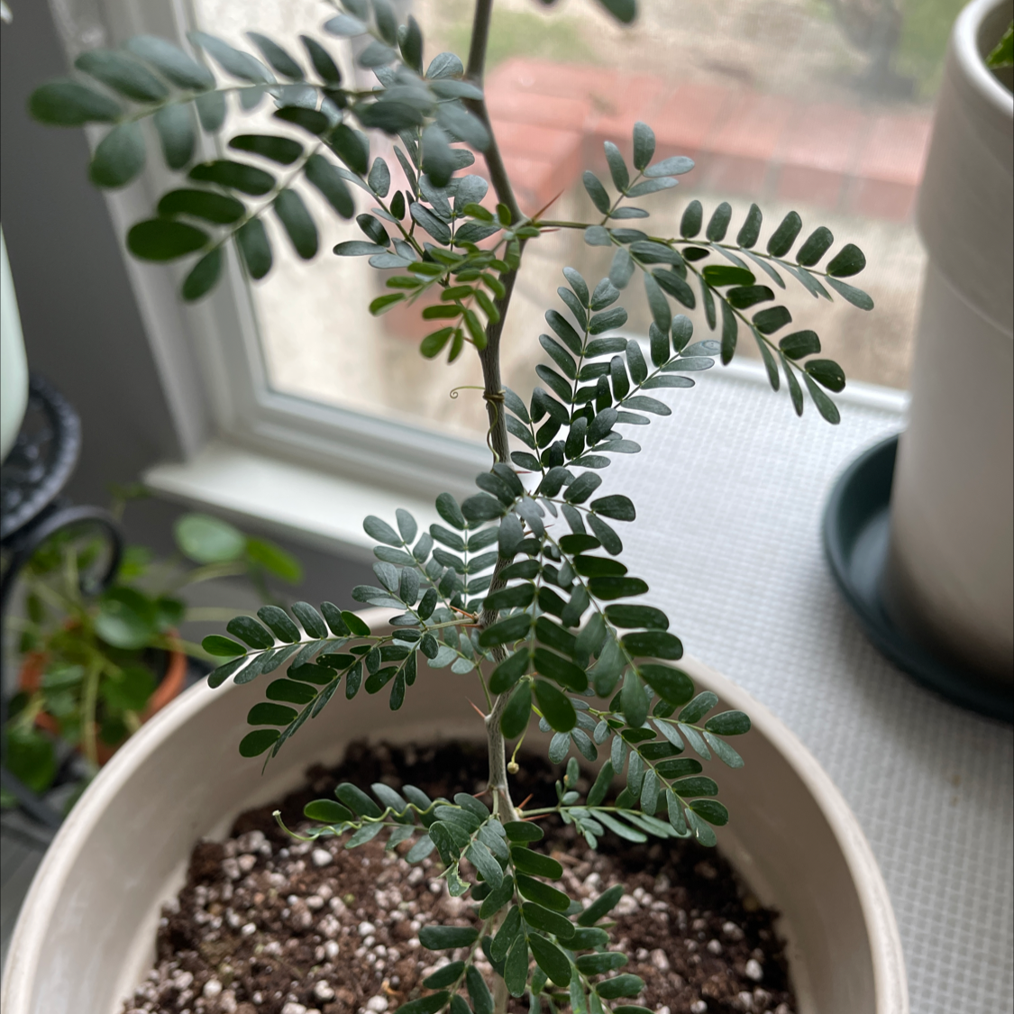 Personalized Black Monkey Thorn Tree Care: Water, Light, Nutrients ...