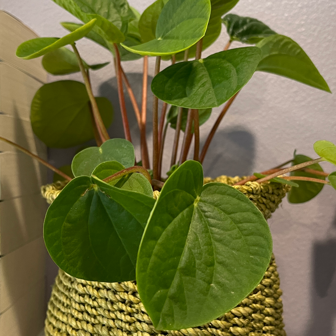 ️ How Do I Propagate My Rana Verde Peperomia?