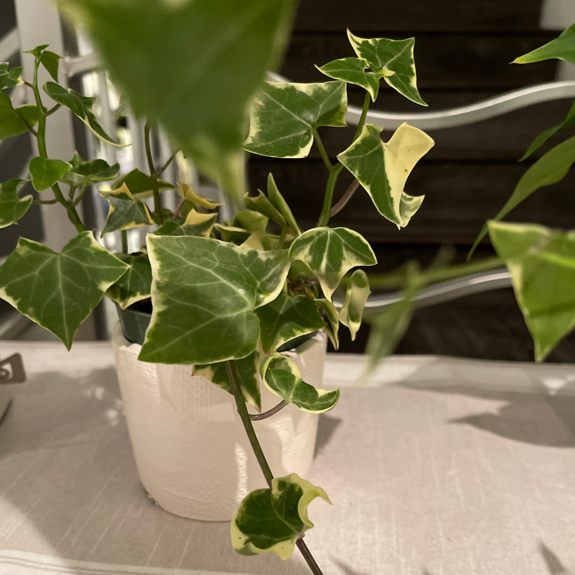 🐛 What To Do About Bugs on My Variegated Wax Ivy?