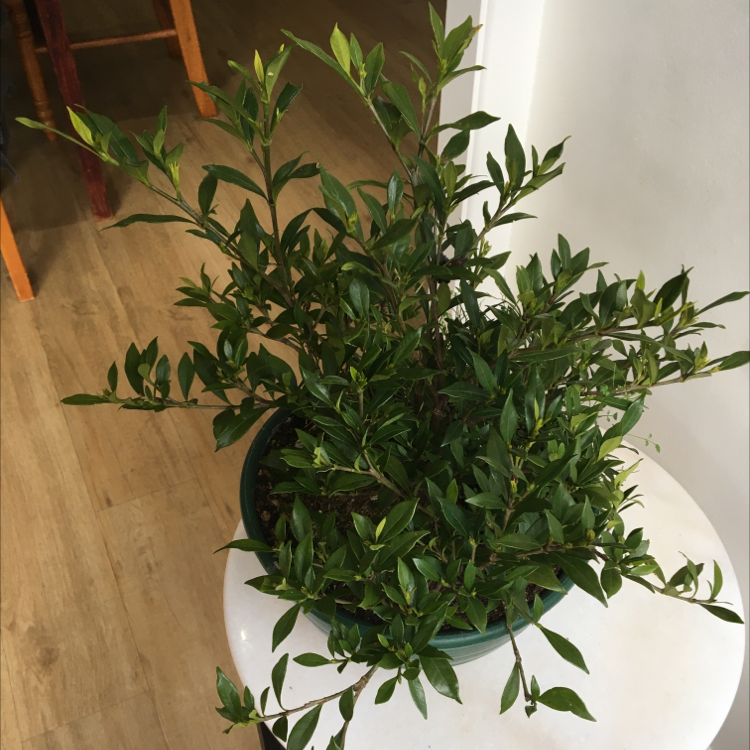 Why Does My Common Myrtle Have Yellow Leaves? 🍂