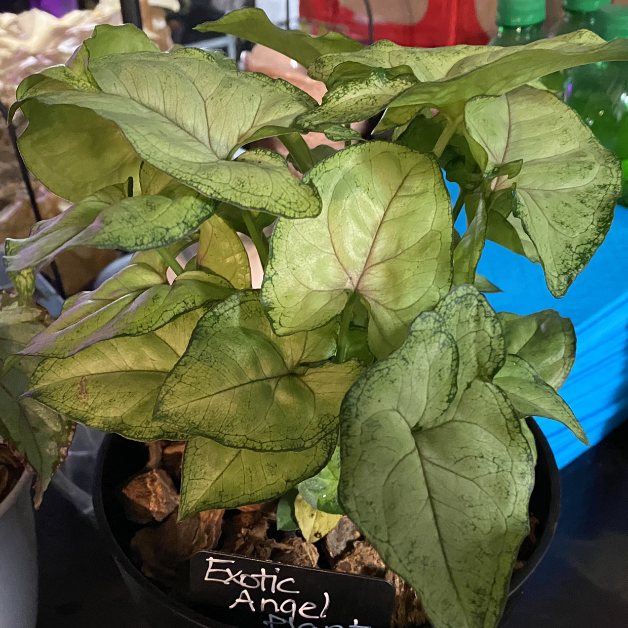Exotic Angel Plants