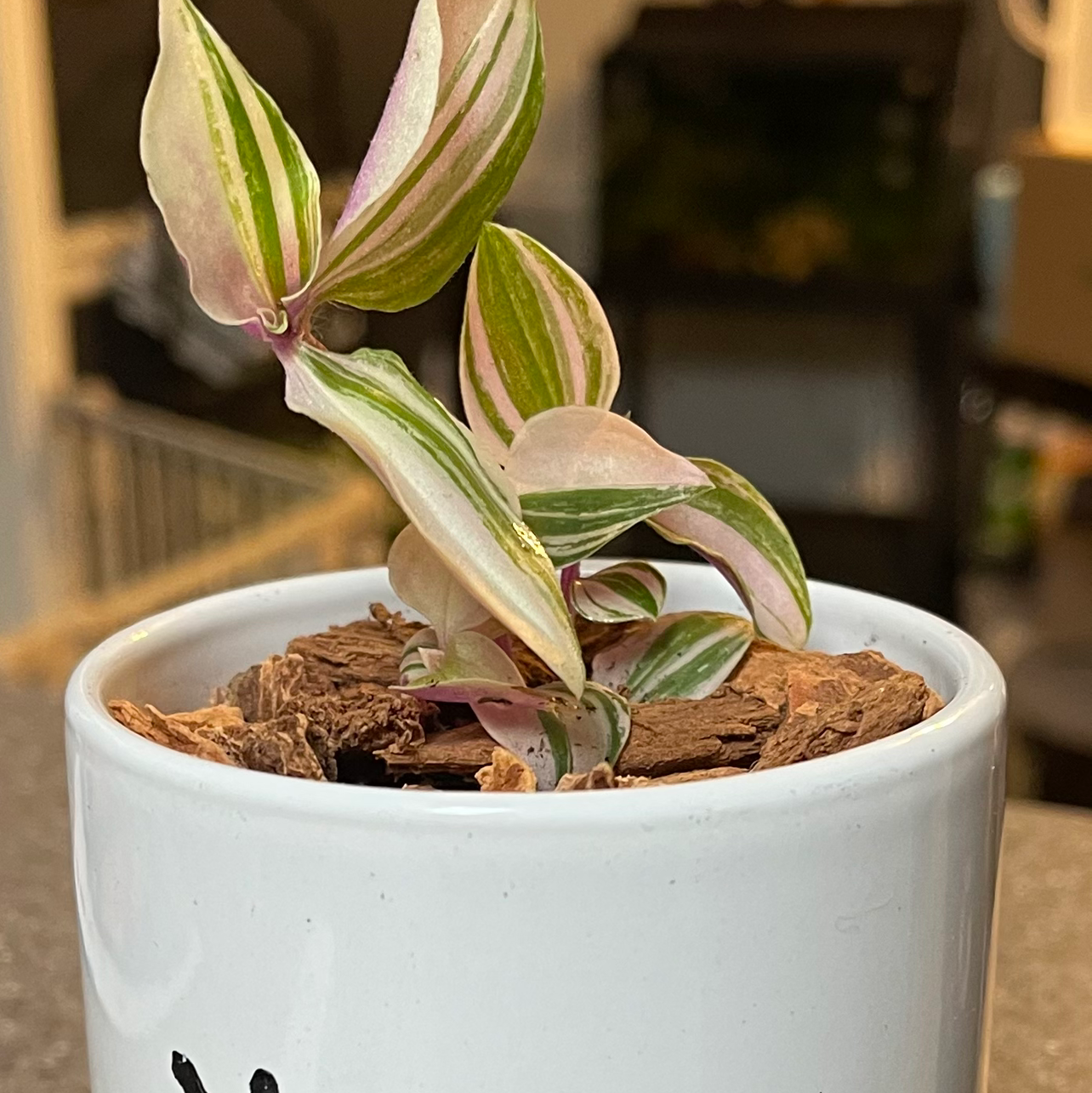 💧 Why Are My Tradescantia Nanouk Leaves Curling?