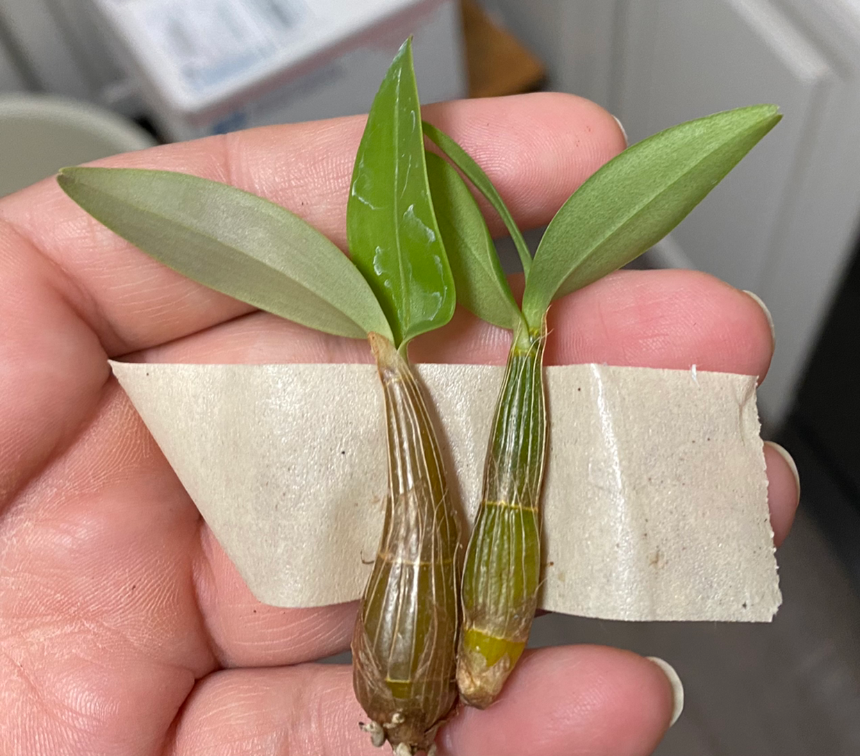 Propagating Your Noble Dendrobium: Step-by-Step Guide