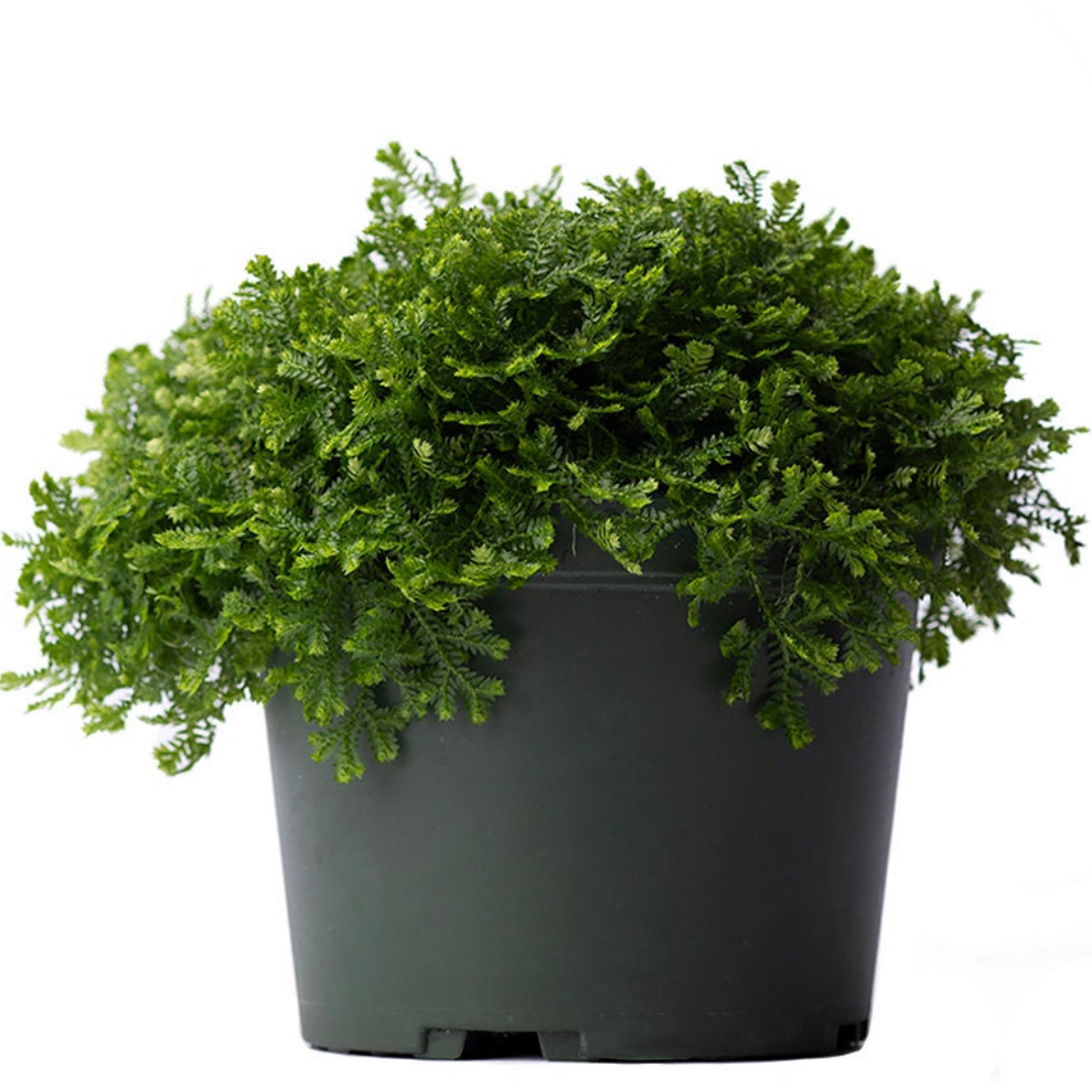 Why Are There Brown Spots on My Club Moss Leaves?