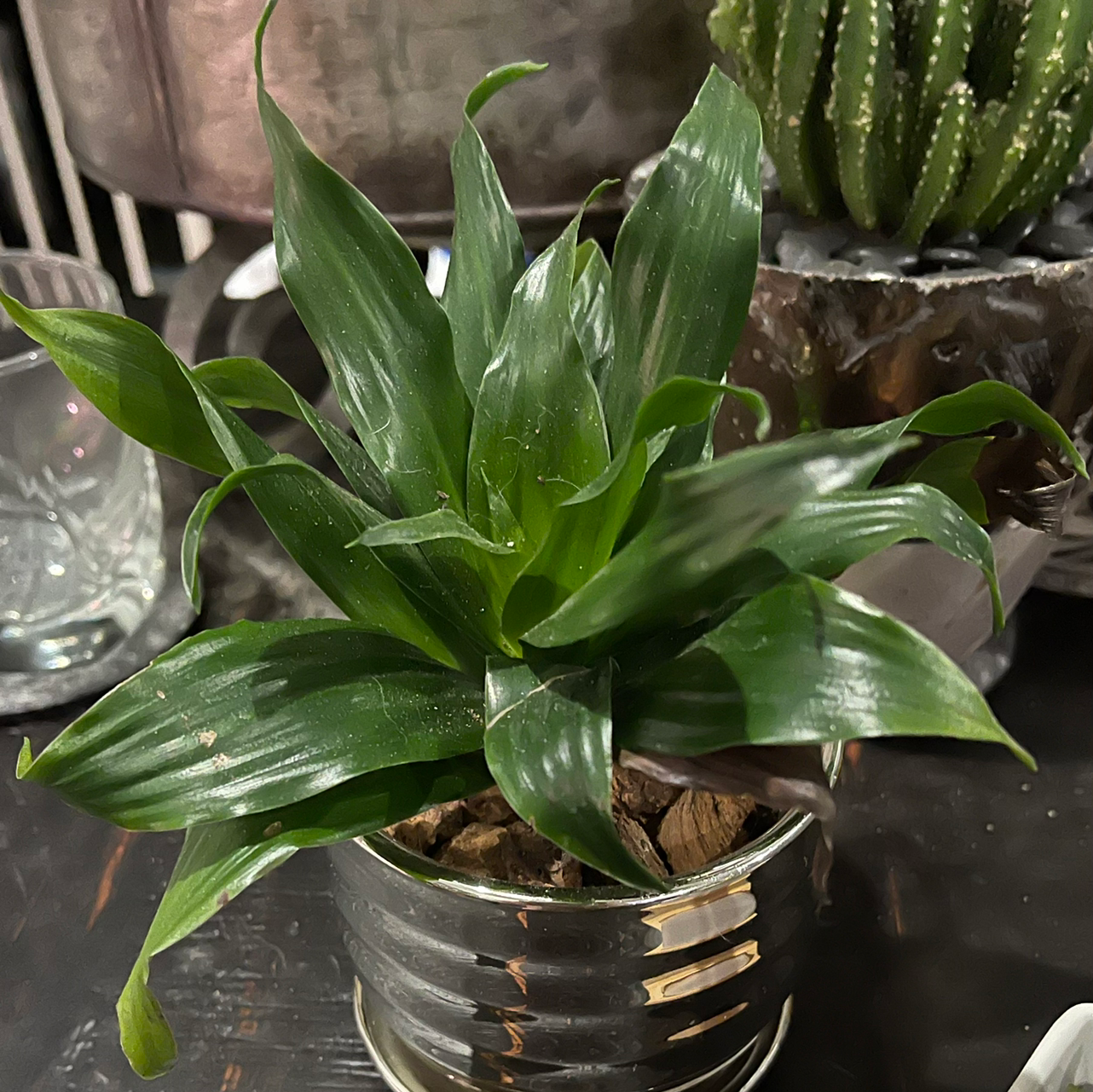 How Do I Fix dracaena 'janet craig compacta' root rot?