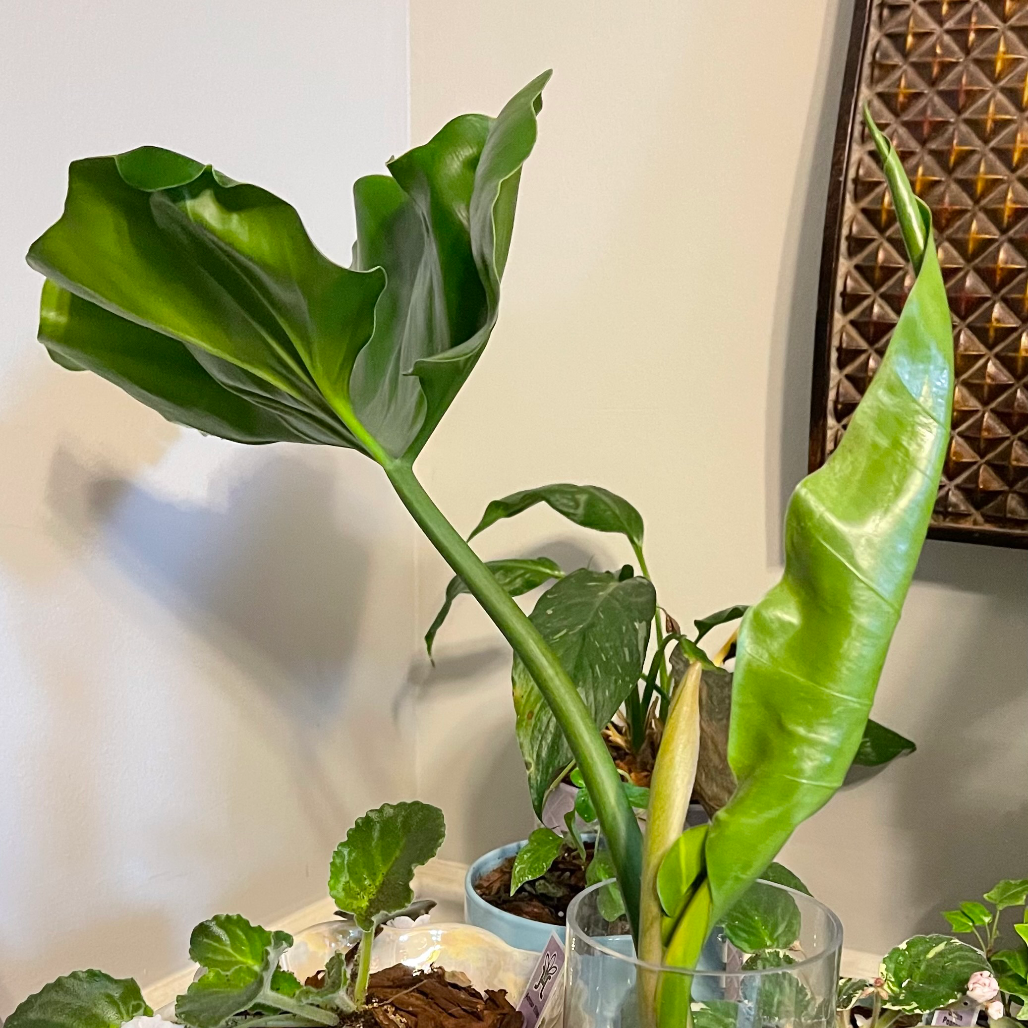 🐘 Best Soil for Elephant Ear Philodendron