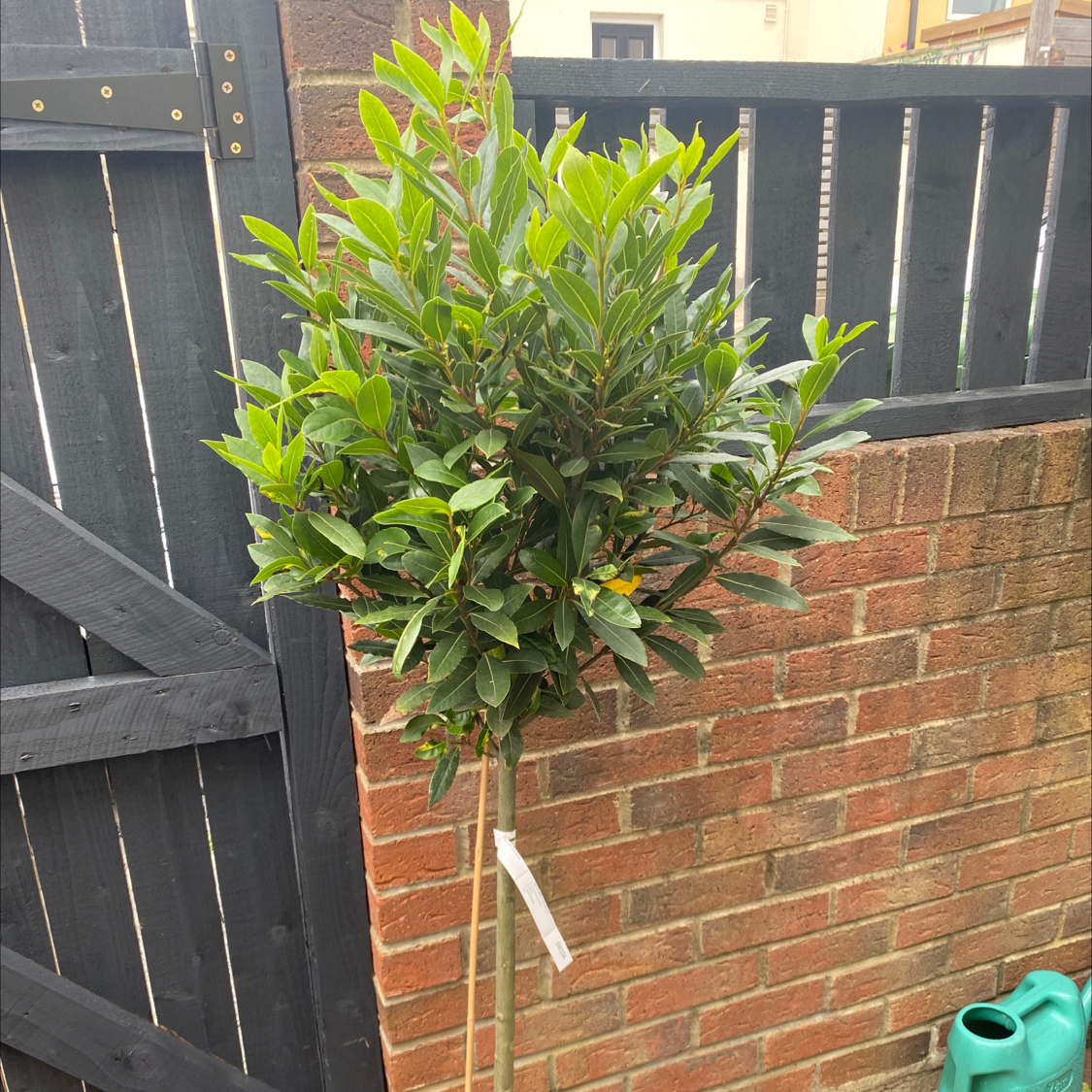 When and Where Should I Trim My Bay Laurel?