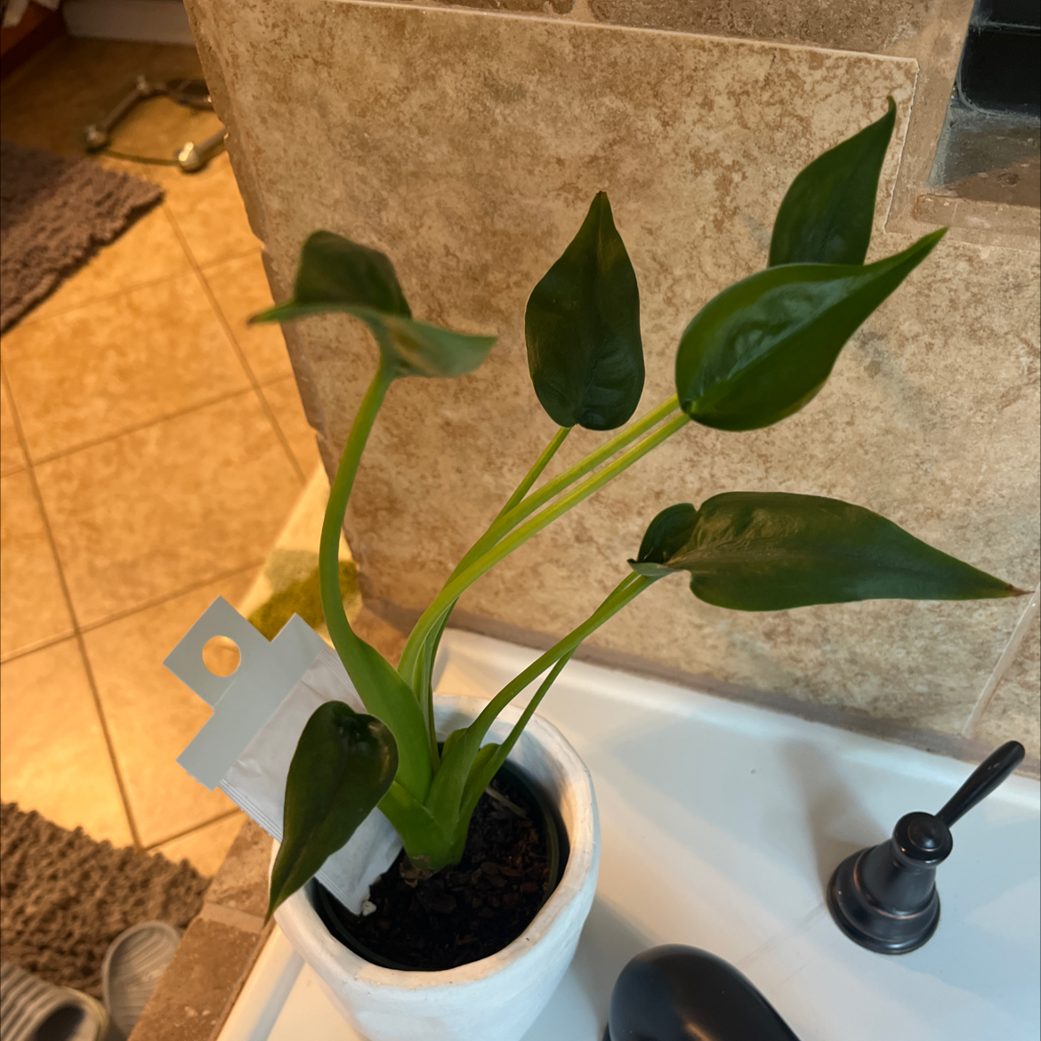 Why Are My Alocasia Tiny Dancer Leaves Turning Yellow?