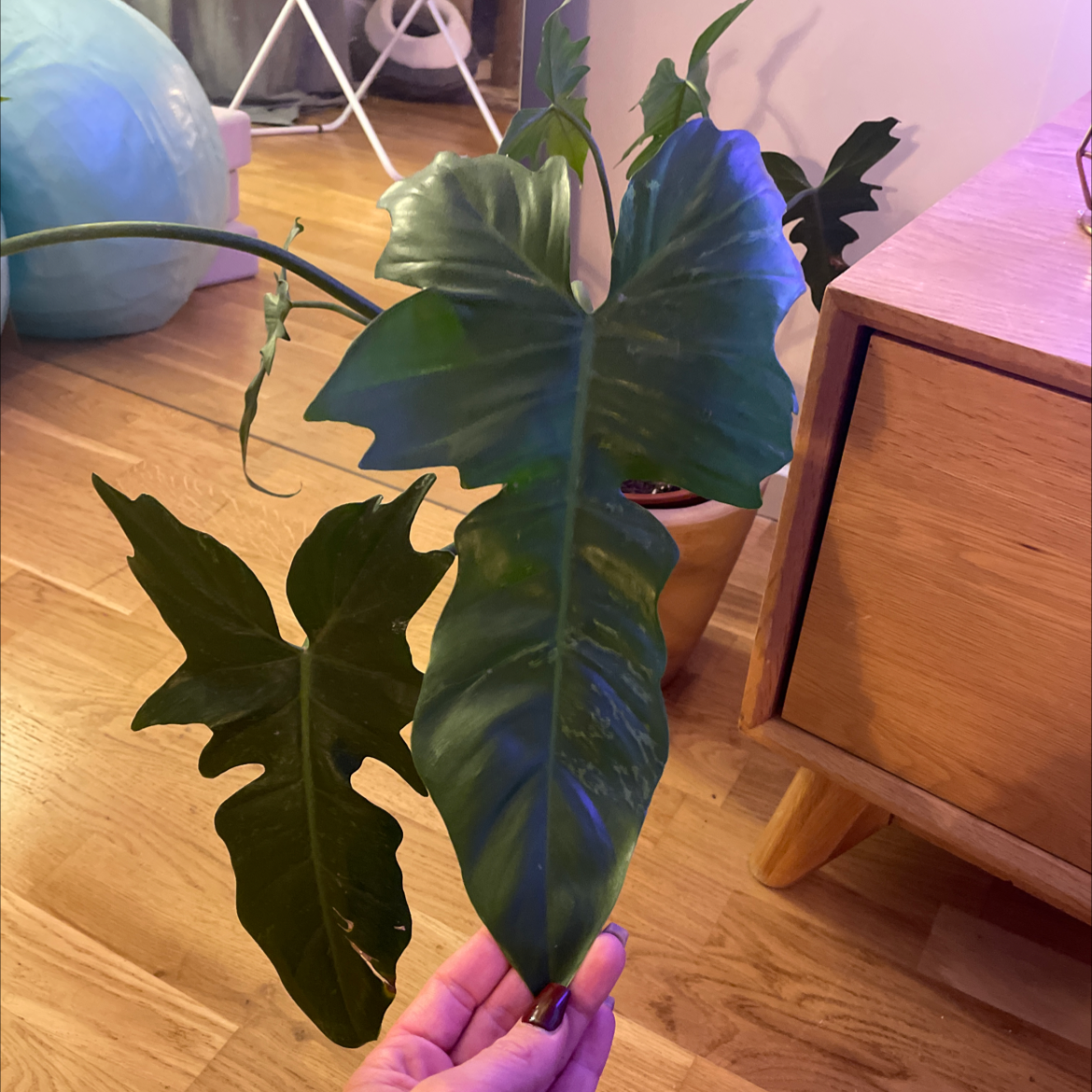 10 Advantages of Having a Philodendron Pedatum