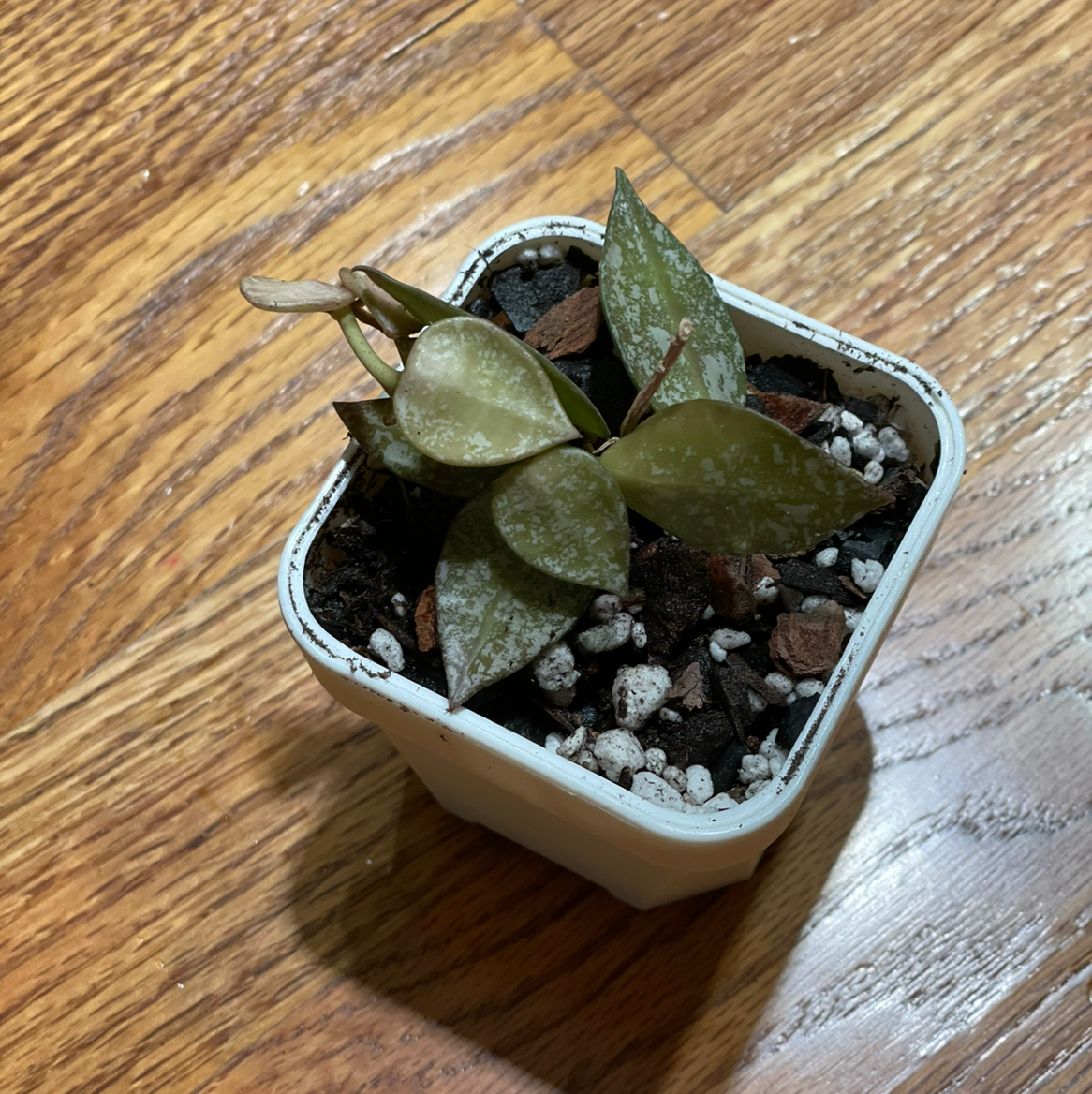 💧 How Much Humidity Does My Hoya khroniana Silver Splash Need?