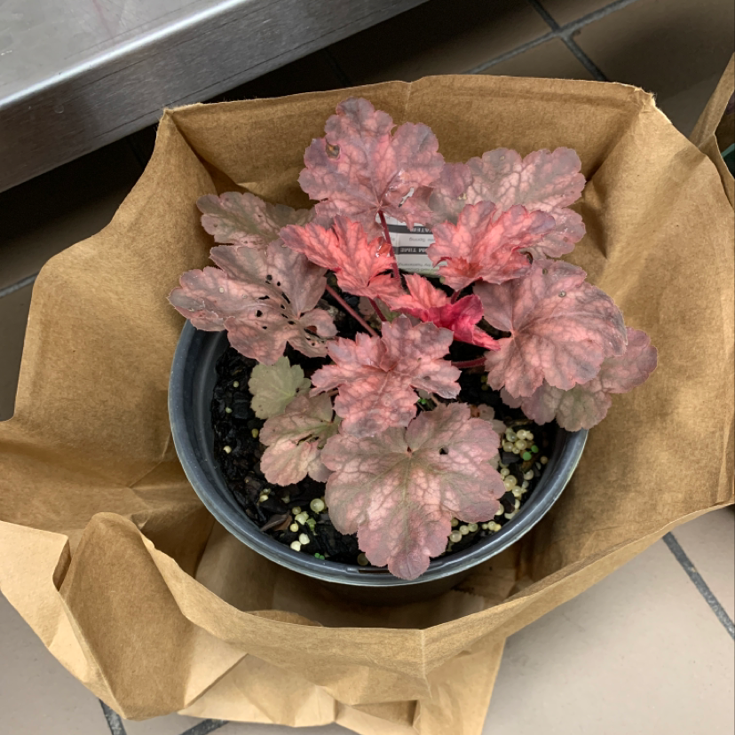 What Are The Bugs on My Coral Bells? 🐛