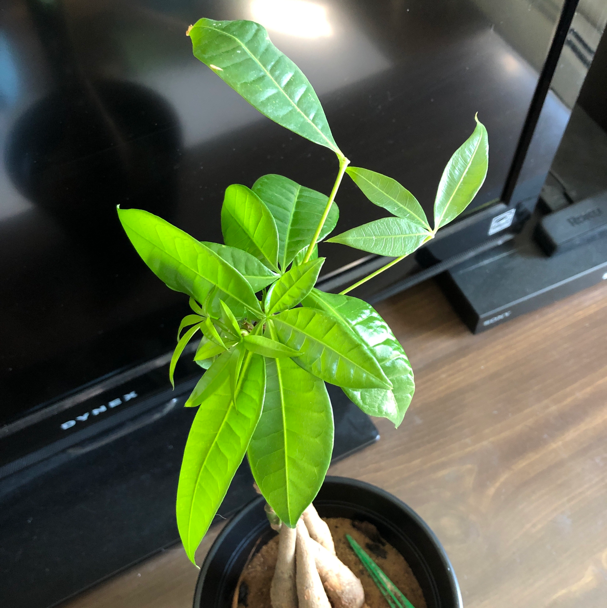 🤑 Why Is My Money Tree Dropping Leaves?