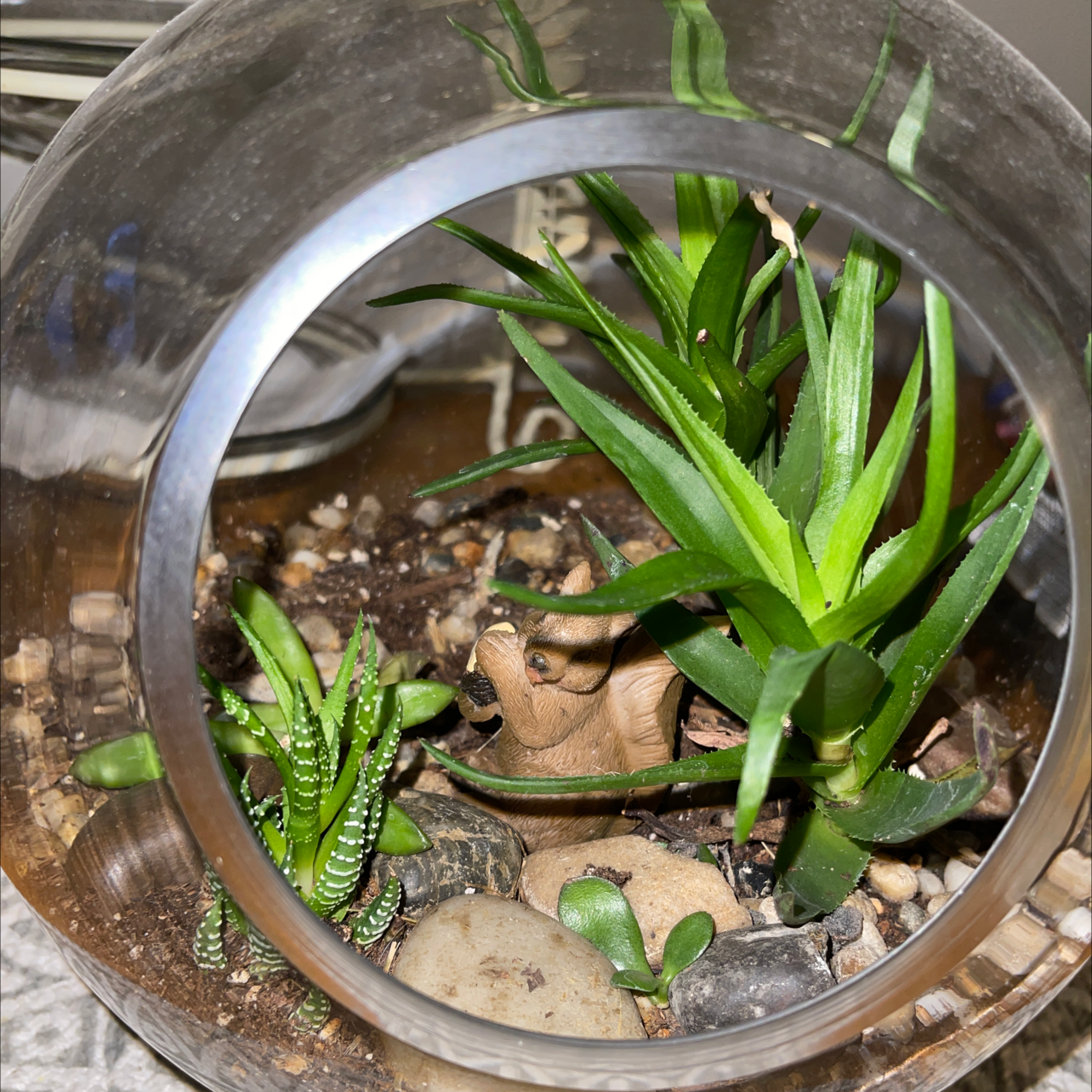 Best Potting Soil Mix for Haworthia Alba