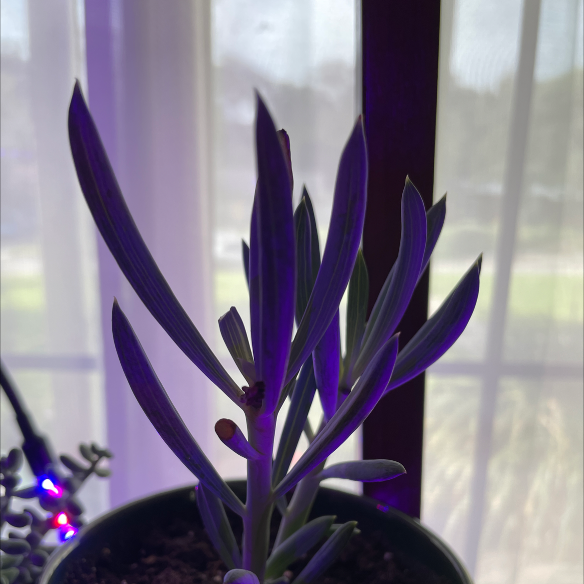 How to Know When to Repot a Chilean Sea Fig?