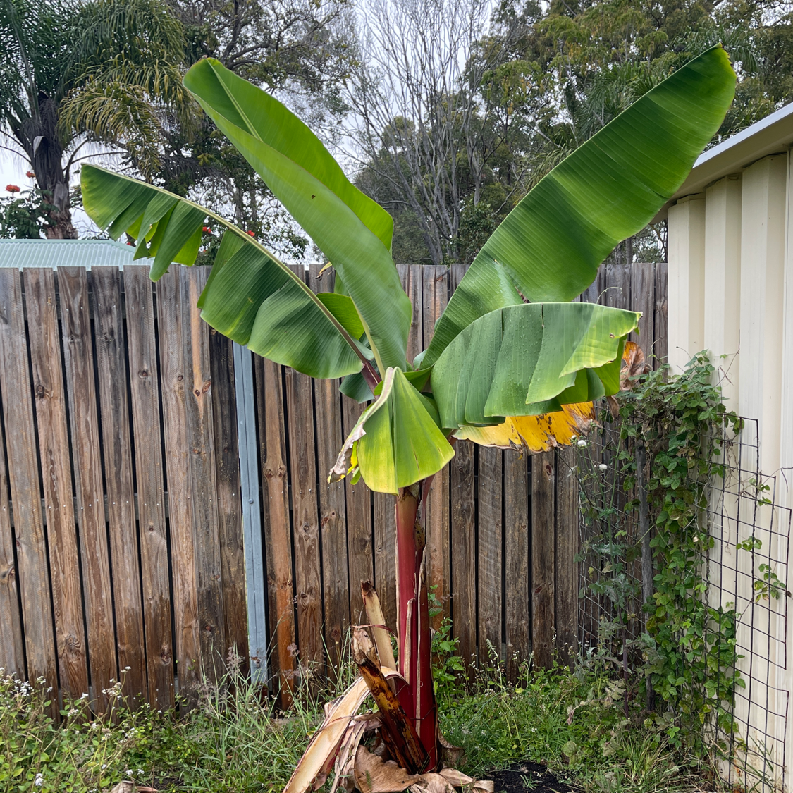 🍌 10 Benefits of Having a Abyssinian Banana
