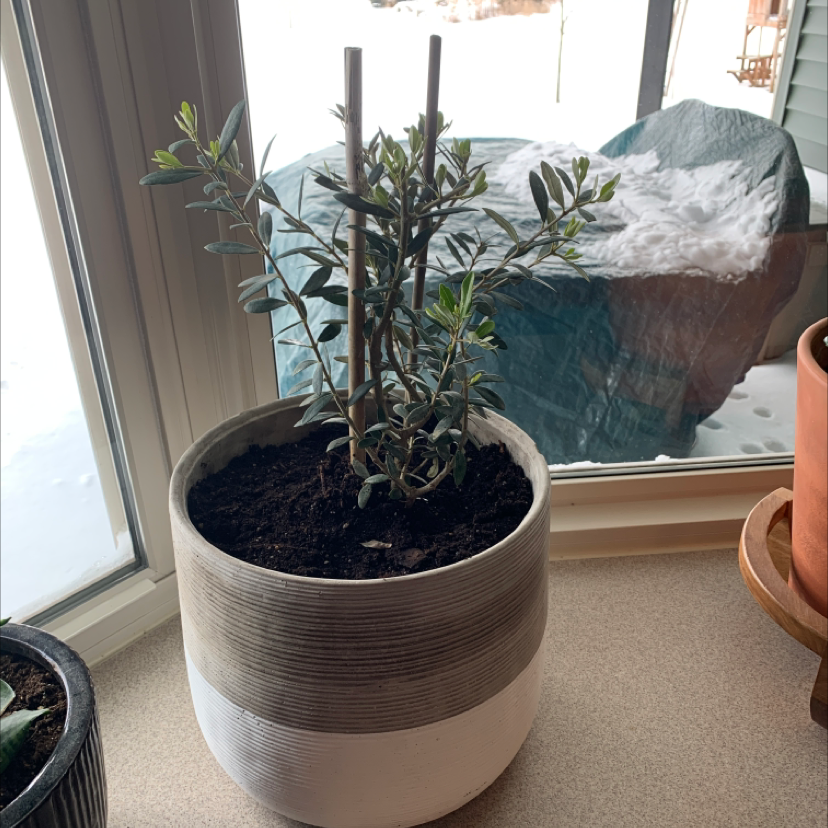 Olive Tree Root Rot Solutions