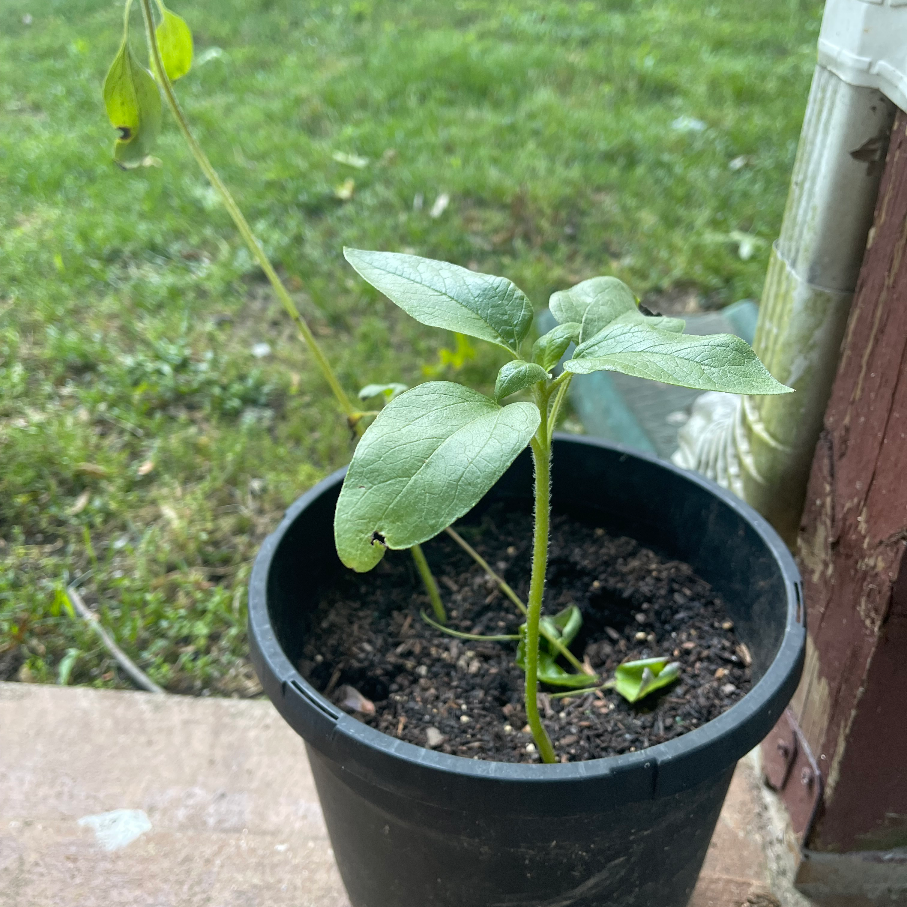 Common Sunflower Root Rot Solutions