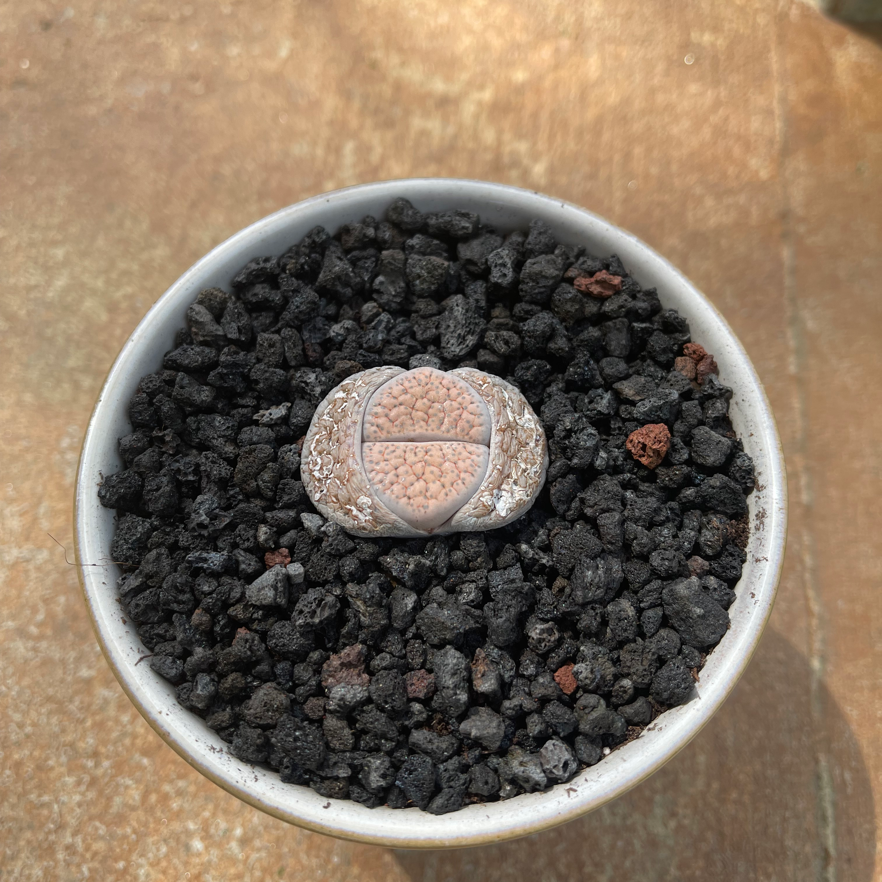 Why Are My Lithops Leaves Mushy?