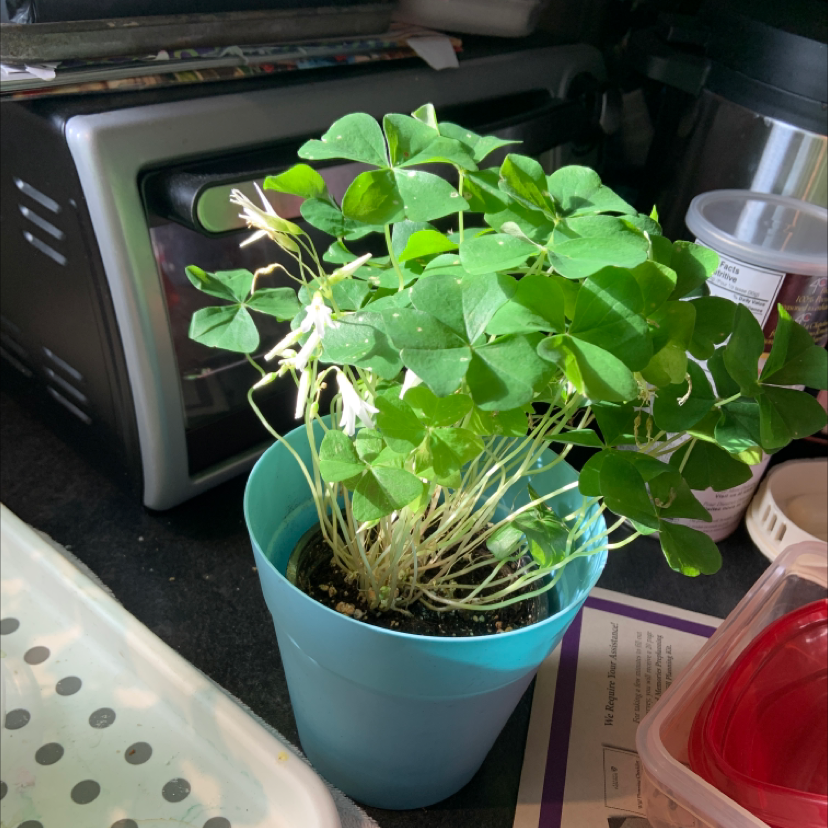 Propagating Lesser Hop Clover: The Ultimate Guide