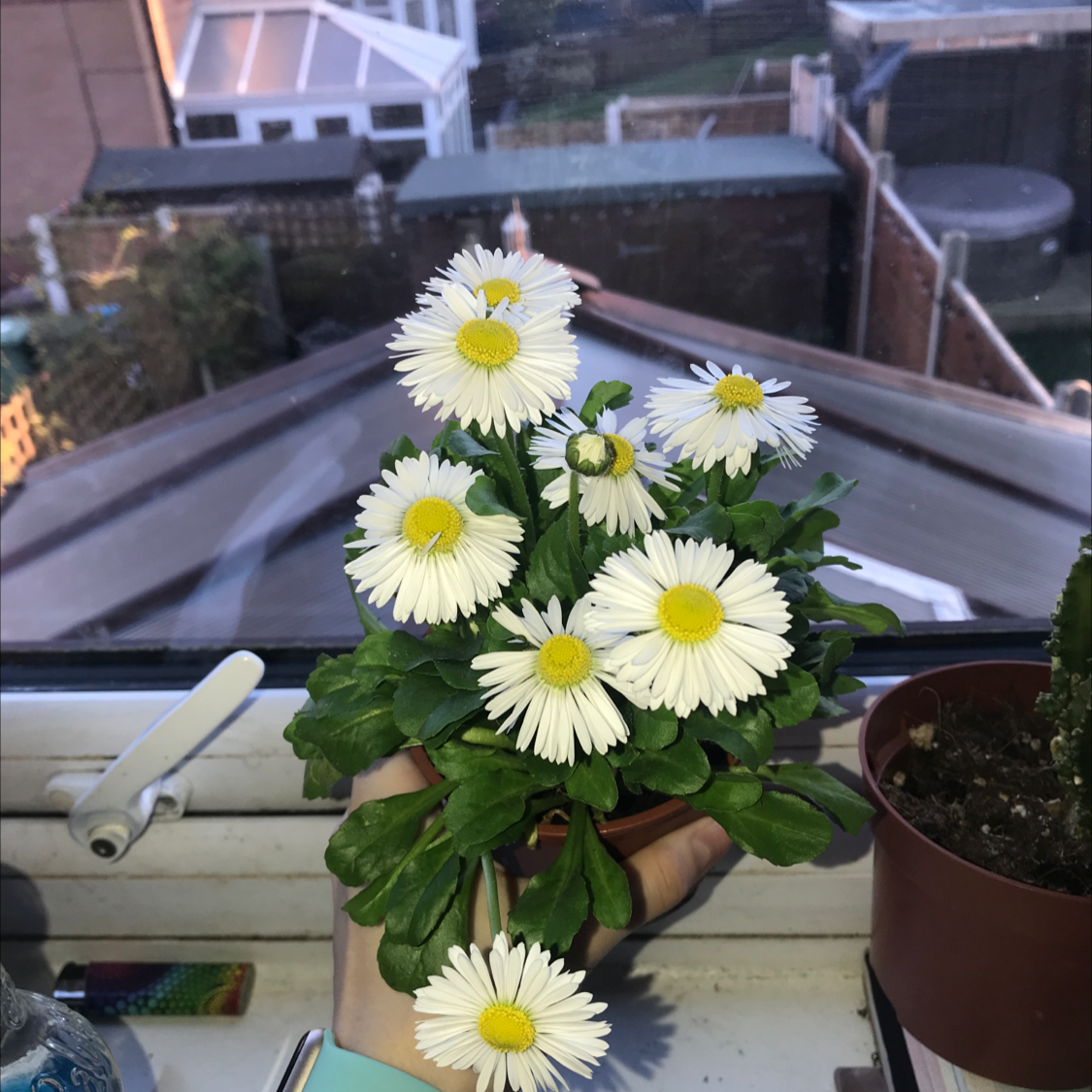 10 Advantages of Having a Daisy