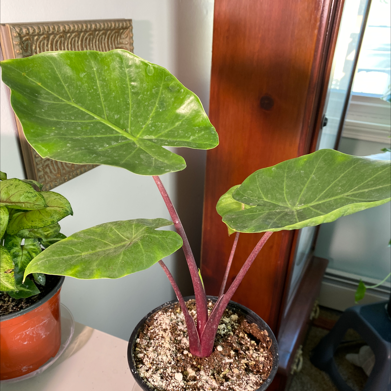 🌞 How Much Sunlight Does My Alocasia nebula 'Imperialis' Need?