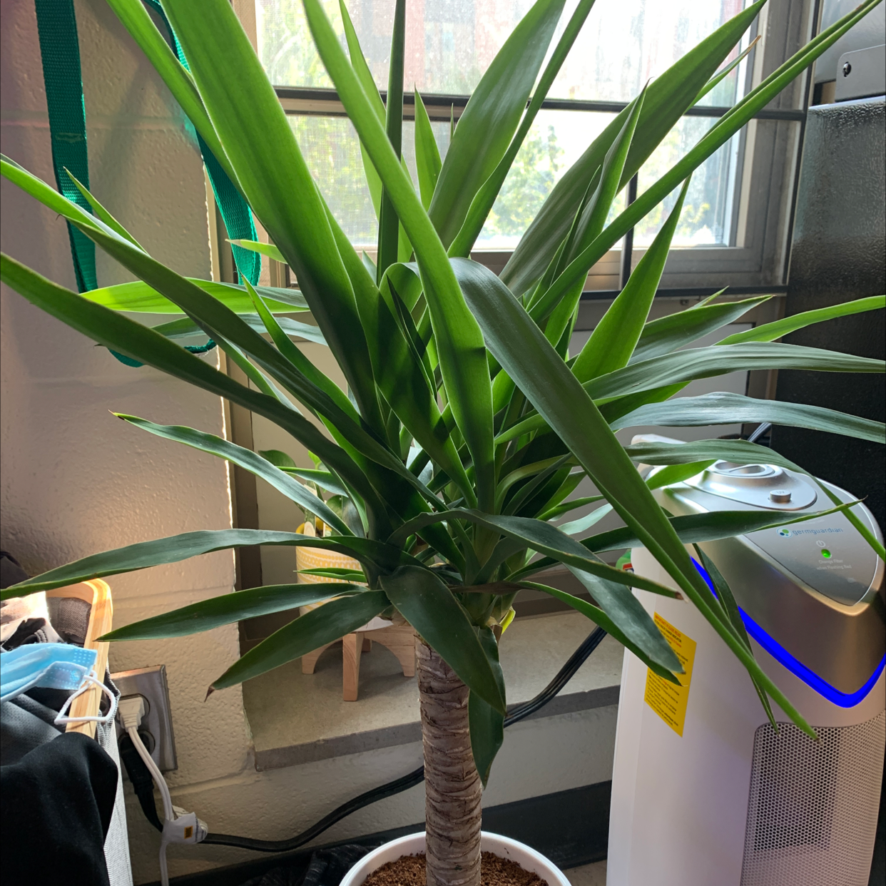 Your Blue-stem Yucca's Light Needs