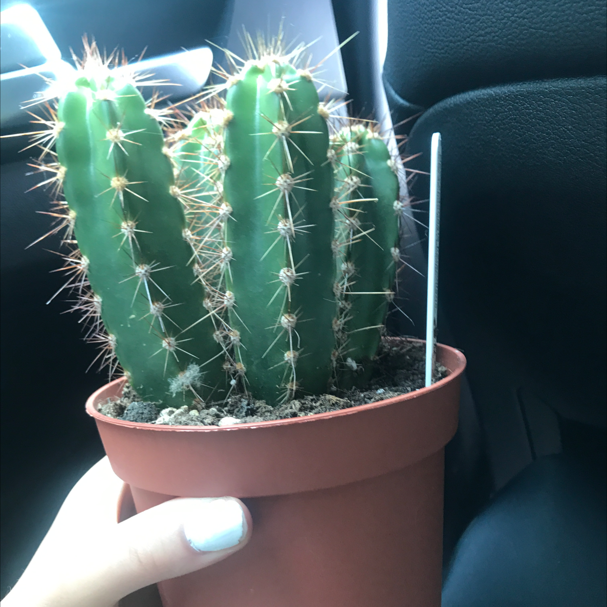 Baseball Cactus Care 101: Water, Light & Growing Tips