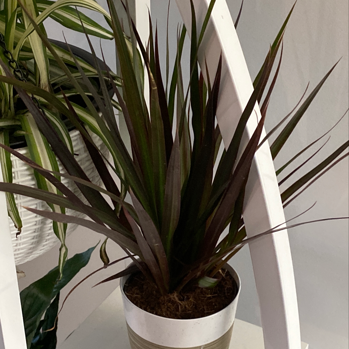 How Can You Tell If A Magenta Dragon Tree Is Dying?