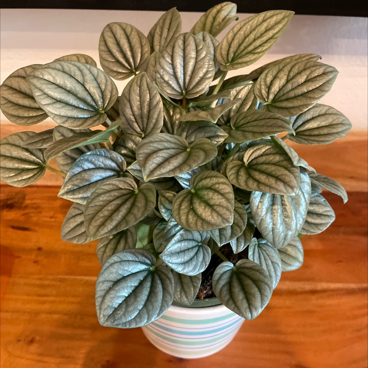 How Can You Tell If A Silver Frost Peperomia Is Dying?