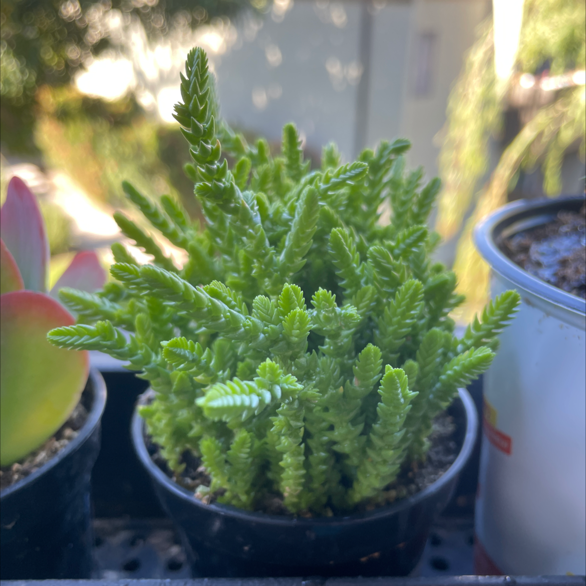 Black Spots on My Mossy Stonecrop Leaves