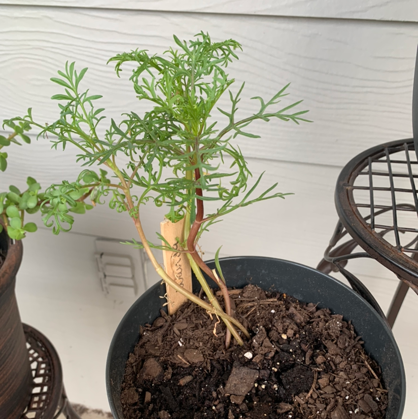 How to Prune Garden Cosmos
