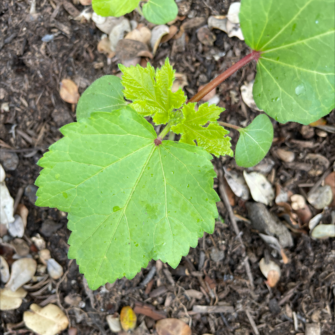 Soil Recommendations for Okra