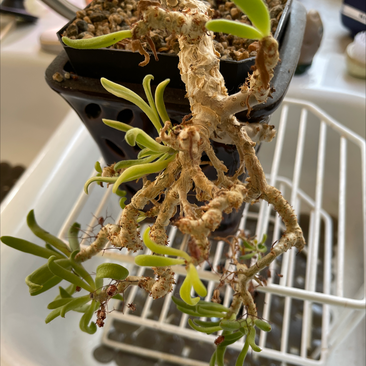 Tylecodon reticulatus Plant Care: Water, Light, Nutrients | Greg App 🌱