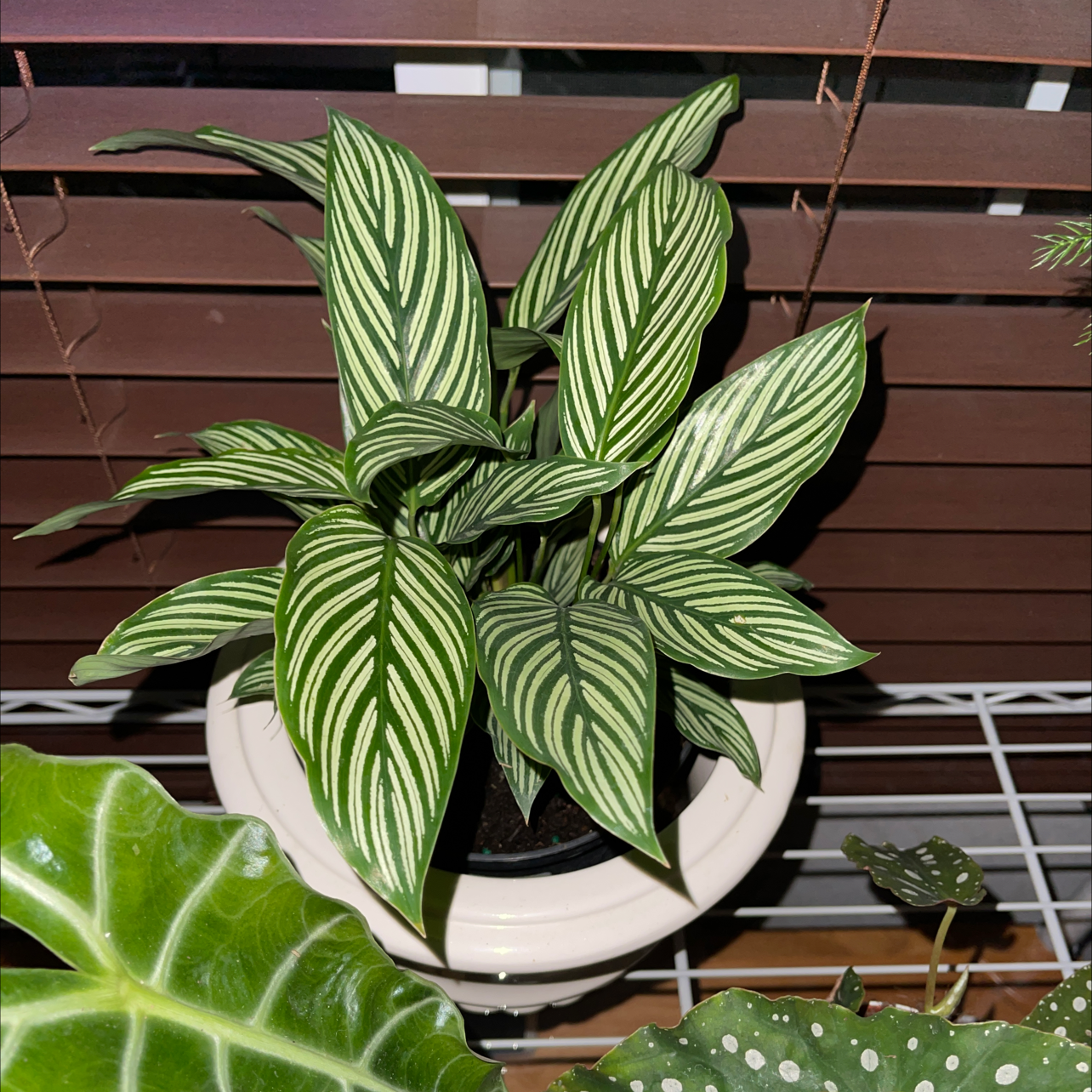 Why Are My Calathea Vittata Leaves Droopy? 💧