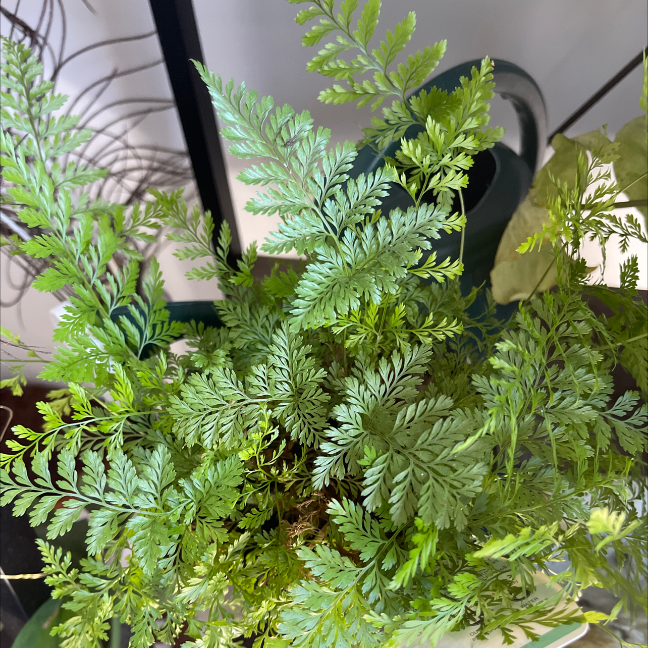 Black Spots on My Mother Fern Leaves