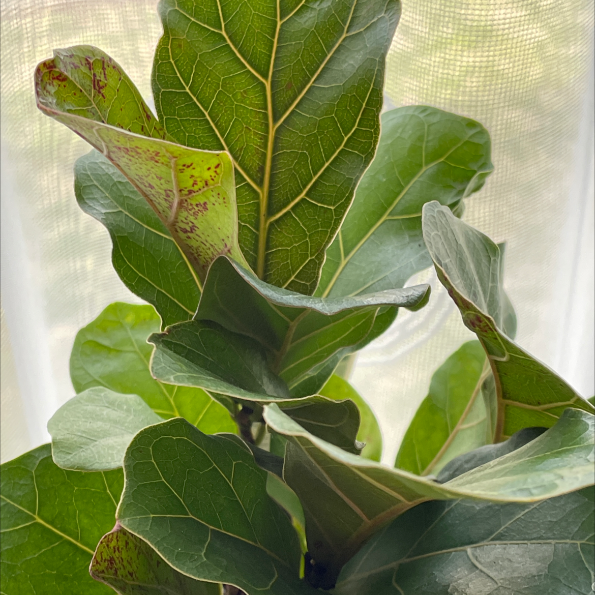 10 Benefits of Having a Dwarf Fiddle Leaf Fig