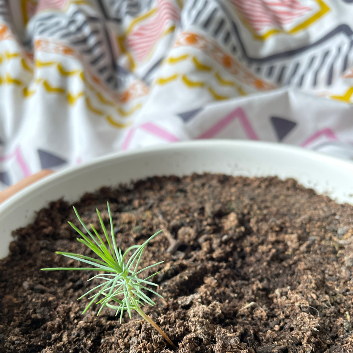 Propagating Eastern White Pine: Step-by-Step Guide