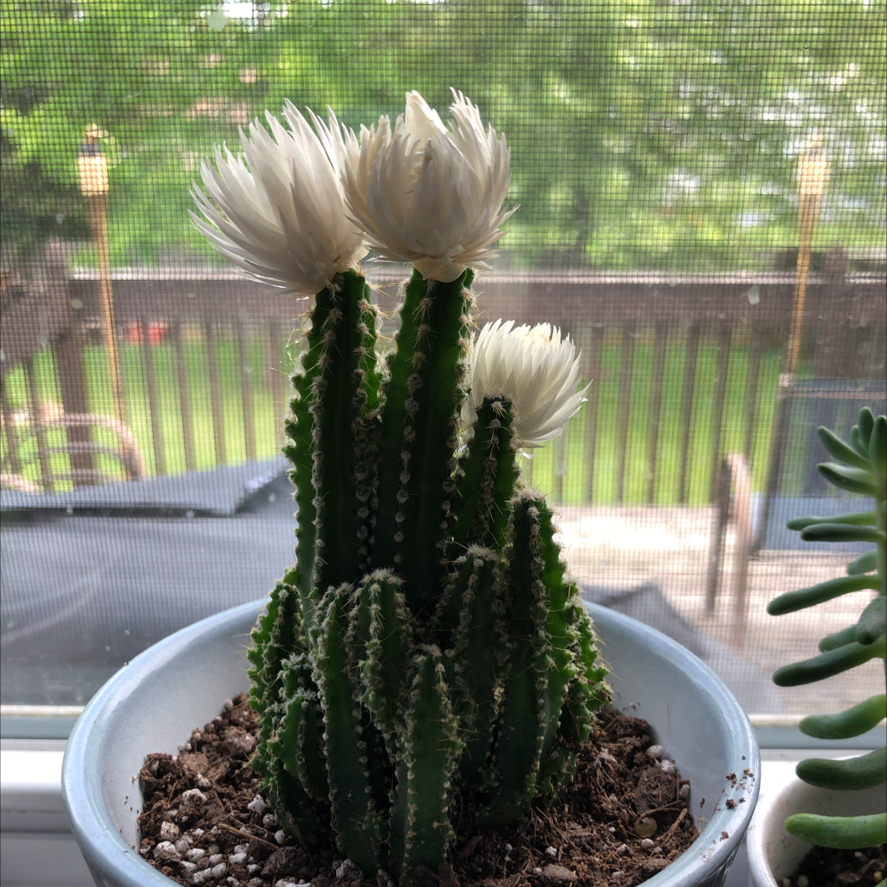 🌙 How to Get a Night-Blooming Cereus to Bloom