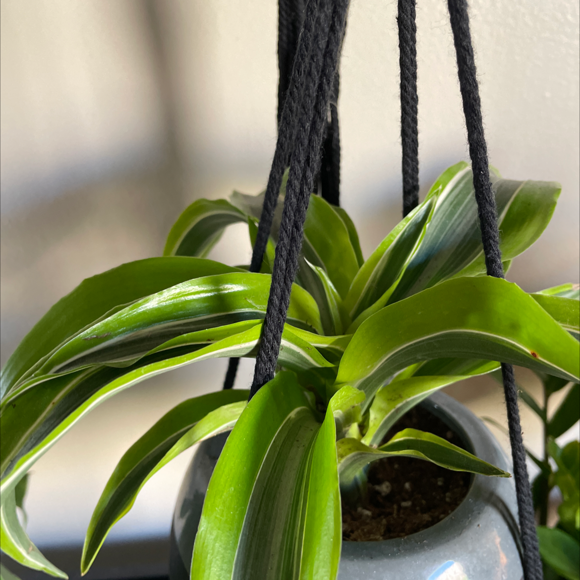 Dracaena 'lemon Lime' Leaves Drooping Solutions
