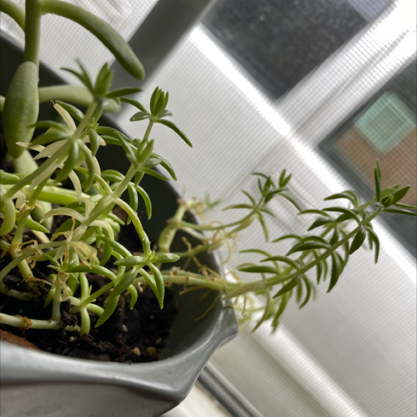 Why Are There Brown Spots on My Sedum lineare Leaves?