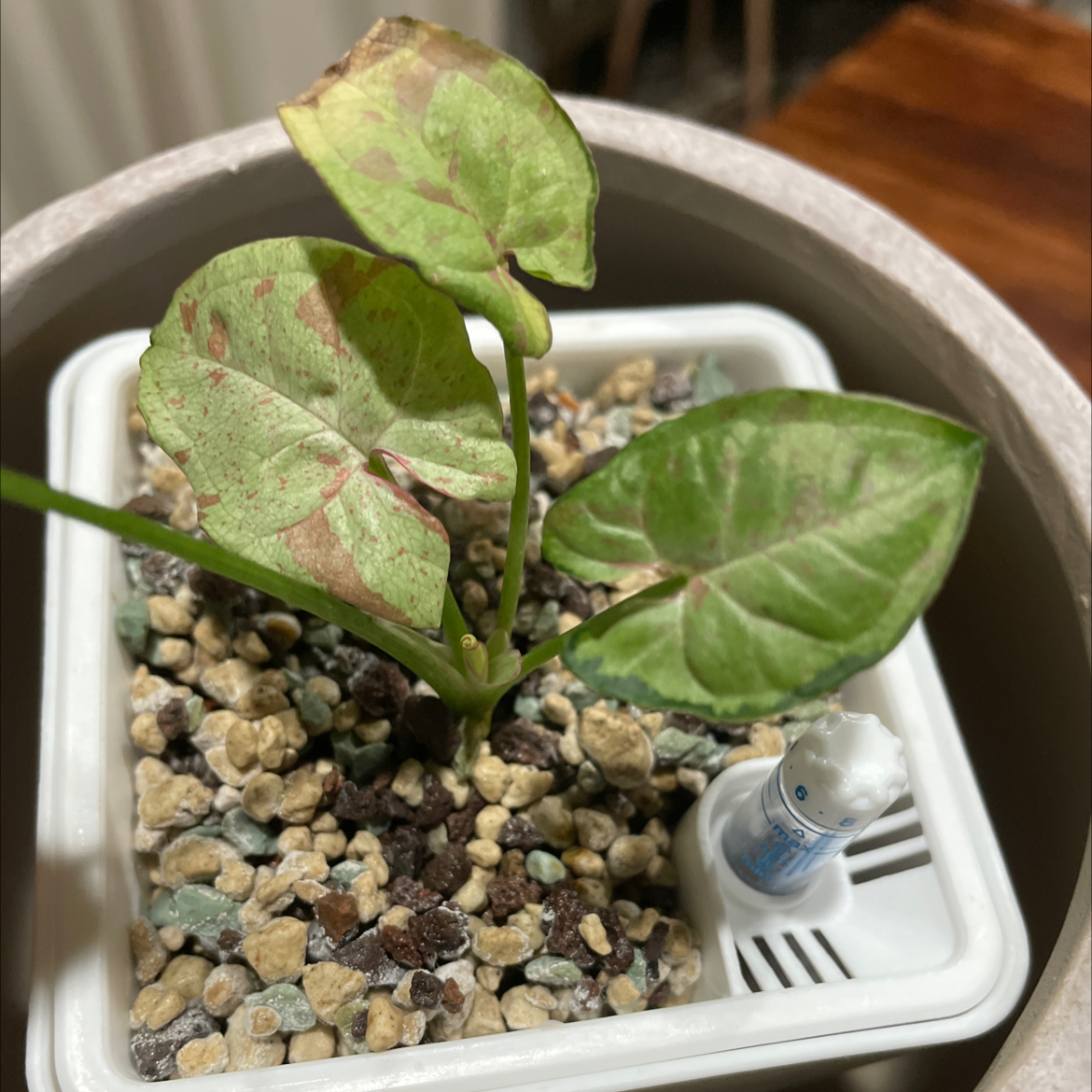 How Do I Cure syngonium 'milk confetti' root rot?