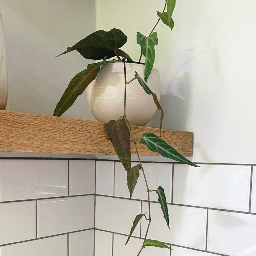 Cissus amazonica Plant Care: Water, Light, Nutrients | Greg App 🌱